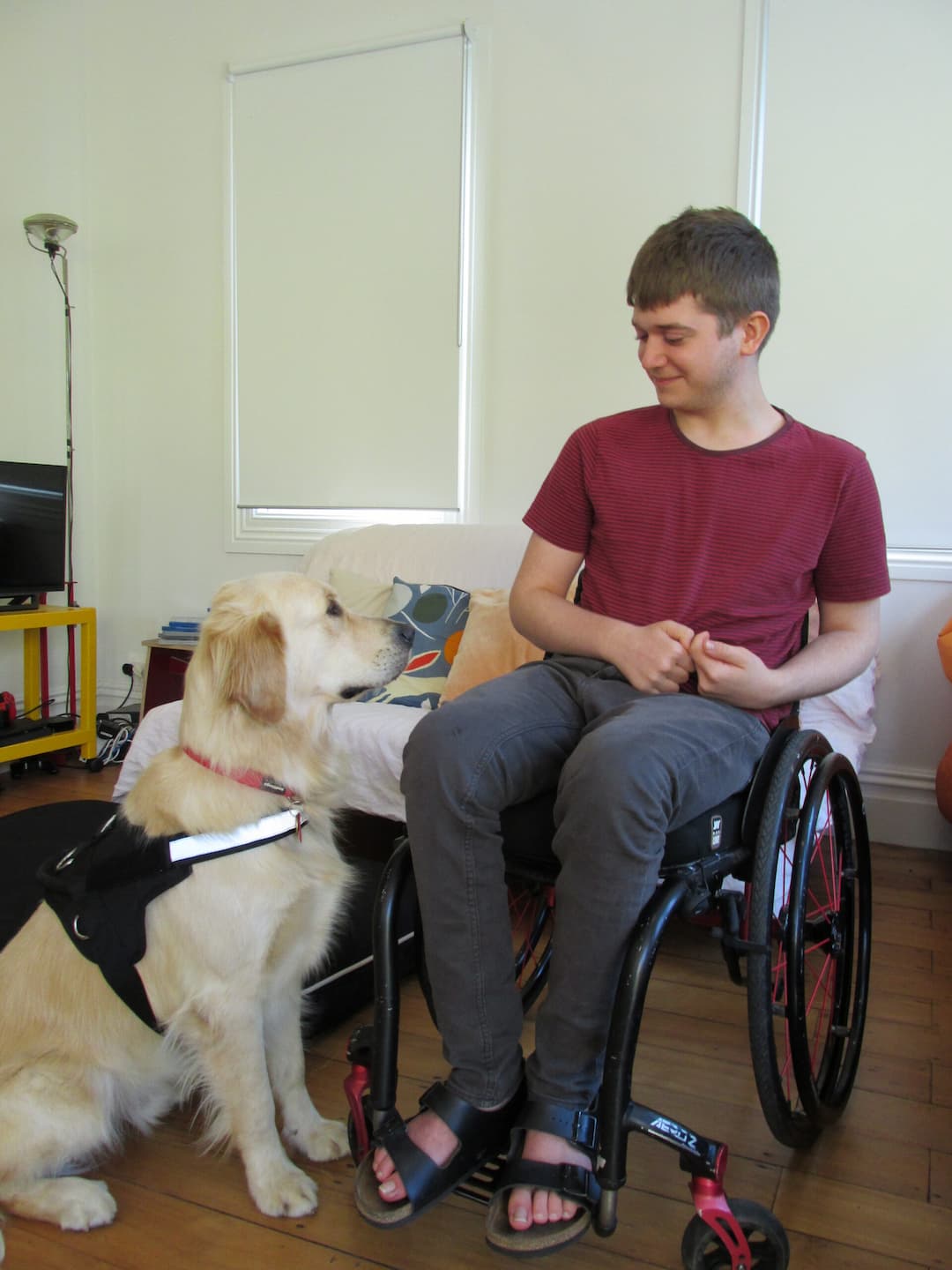 Blind Low Vision NZ - Guide Dog Services