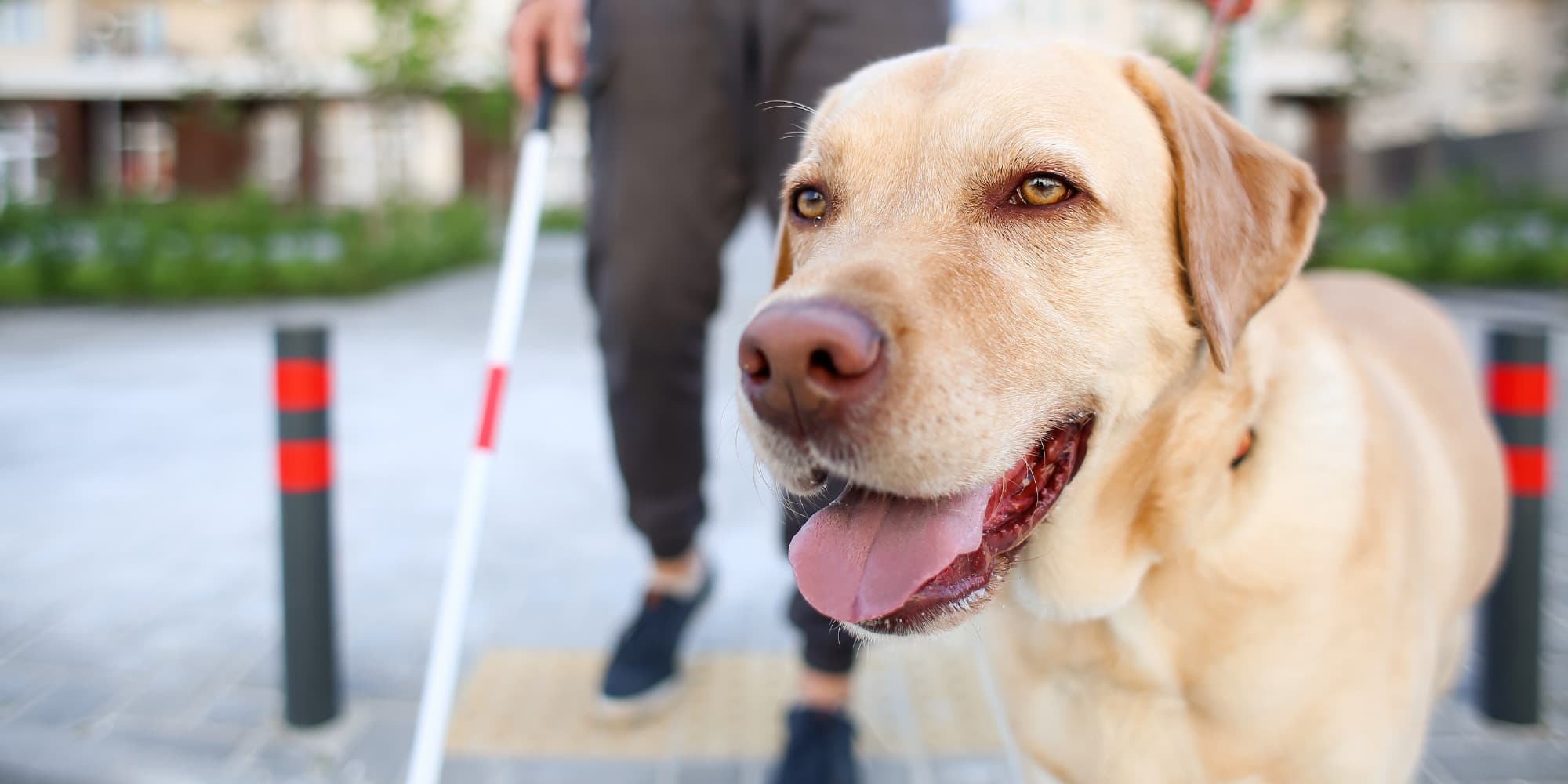Blind Low Vision NZ - International Guide Dog Day